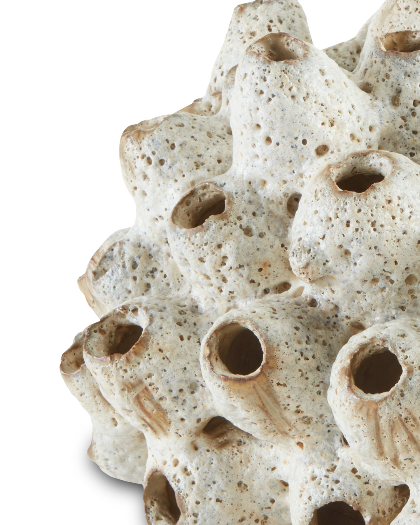 Sulawasi Shells by Currey & Company